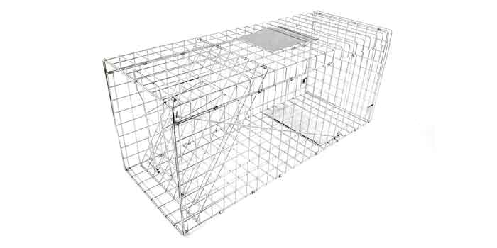 How to trap a fox in a cage humanely - Fox Repellent Expert