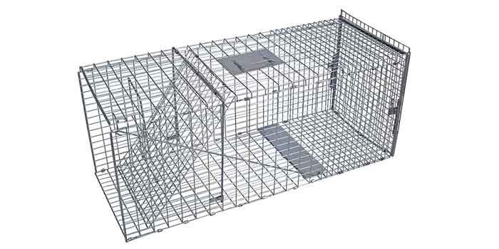 How to trap a fox in a cage humanely - Fox Repellent Expert